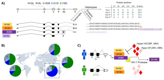 Human APOBEC3 Variations and Viral Infection