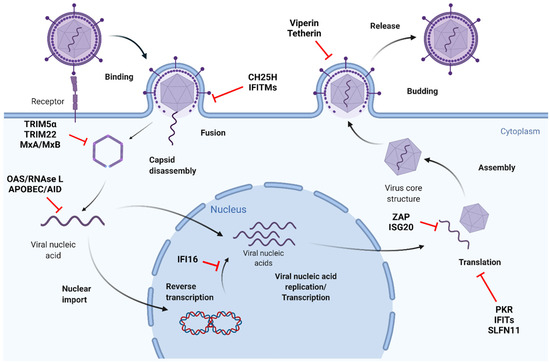 Immunity and Viral Infections: Modulating Antiviral Response via CRISPR ...