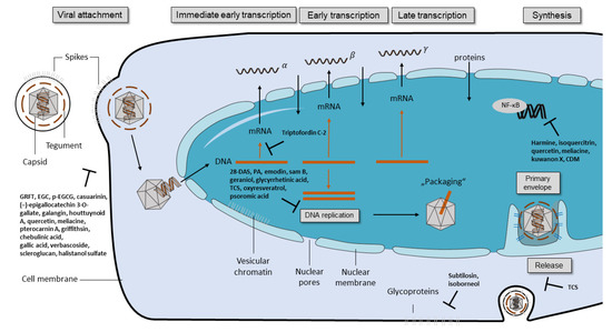Antiviral Active Compounds Derived from Natural Sources against Herpes ...