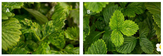 Sequencing a Strawberry Germplasm Collection Reveals New Viral Genetic ...