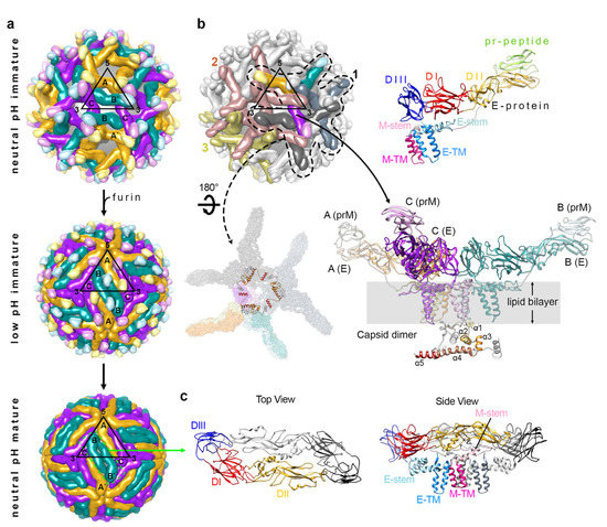 Morphological Diversity and Dynamics of Dengue Virus Affecting Antigenicity