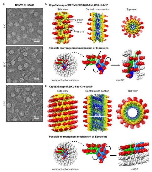 Morphological Diversity and Dynamics of Dengue Virus Affecting Antigenicity
