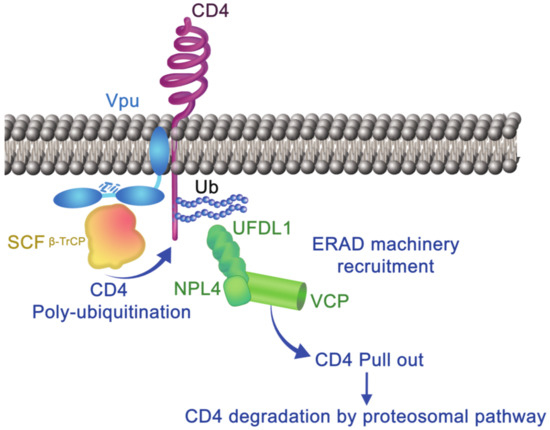 Role of Viral Protein U (Vpu) in HIV-1 Infection and Pathogenesis