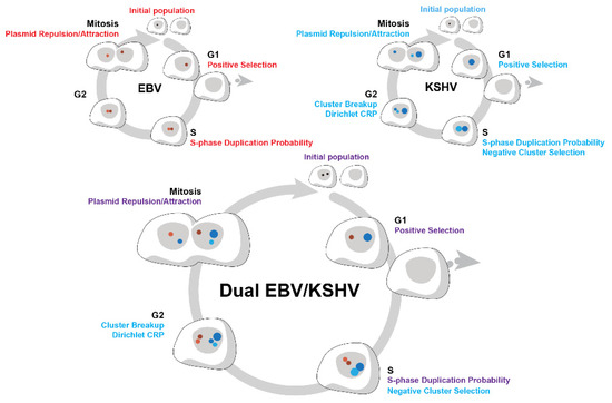 How Epstein–Barr Virus and Kaposi’s Sarcoma-Associated Herpesvirus Are Maintained Together to ...