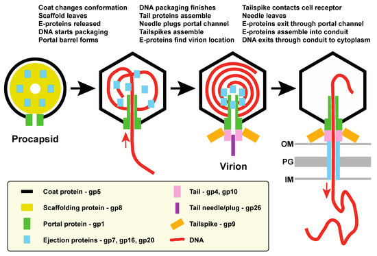 Intravirion DNA Can Access the Space Occupied by the Bacteriophage P22 ...