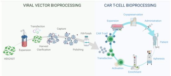 Lentiviral Vectors for T Cell Engineering: Clinical Applications ...