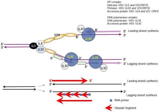 Amenamevir, a Helicase-Primase Inhibitor, for the Optimal Treatment of ...