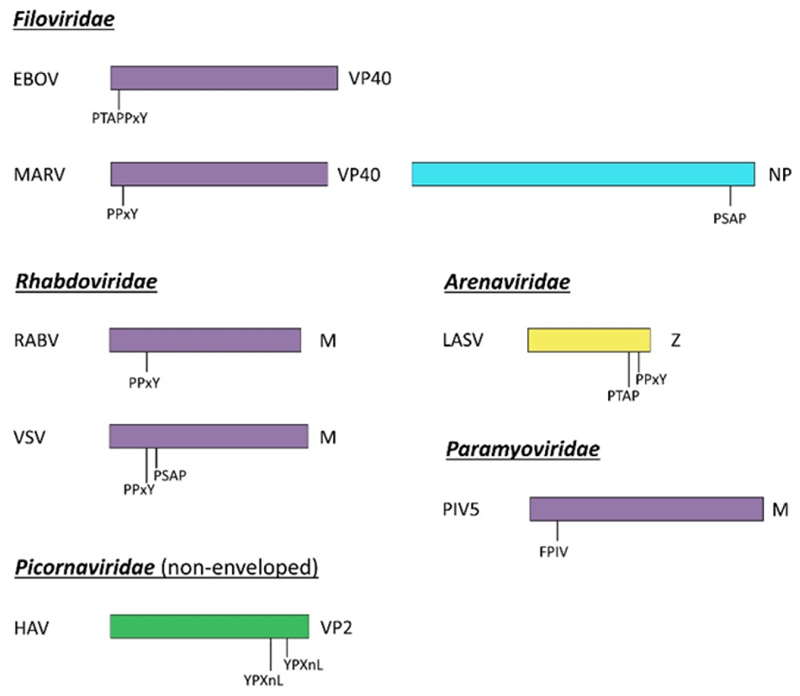 Importance of Viral Late Domains in Budding and Release of Enveloped RNA Viruses