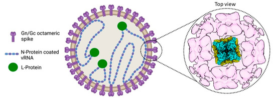 Hantavirus Replication Cycle—An Updated Structural Virology Perspective