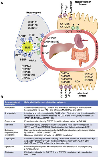 Islatravir Is Not Expected to Be a Victim or Perpetrator of Drug-Drug ...