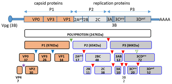 Viruses | Free Full-Text | Interaction of Poliovirus Capsid Proteins ...