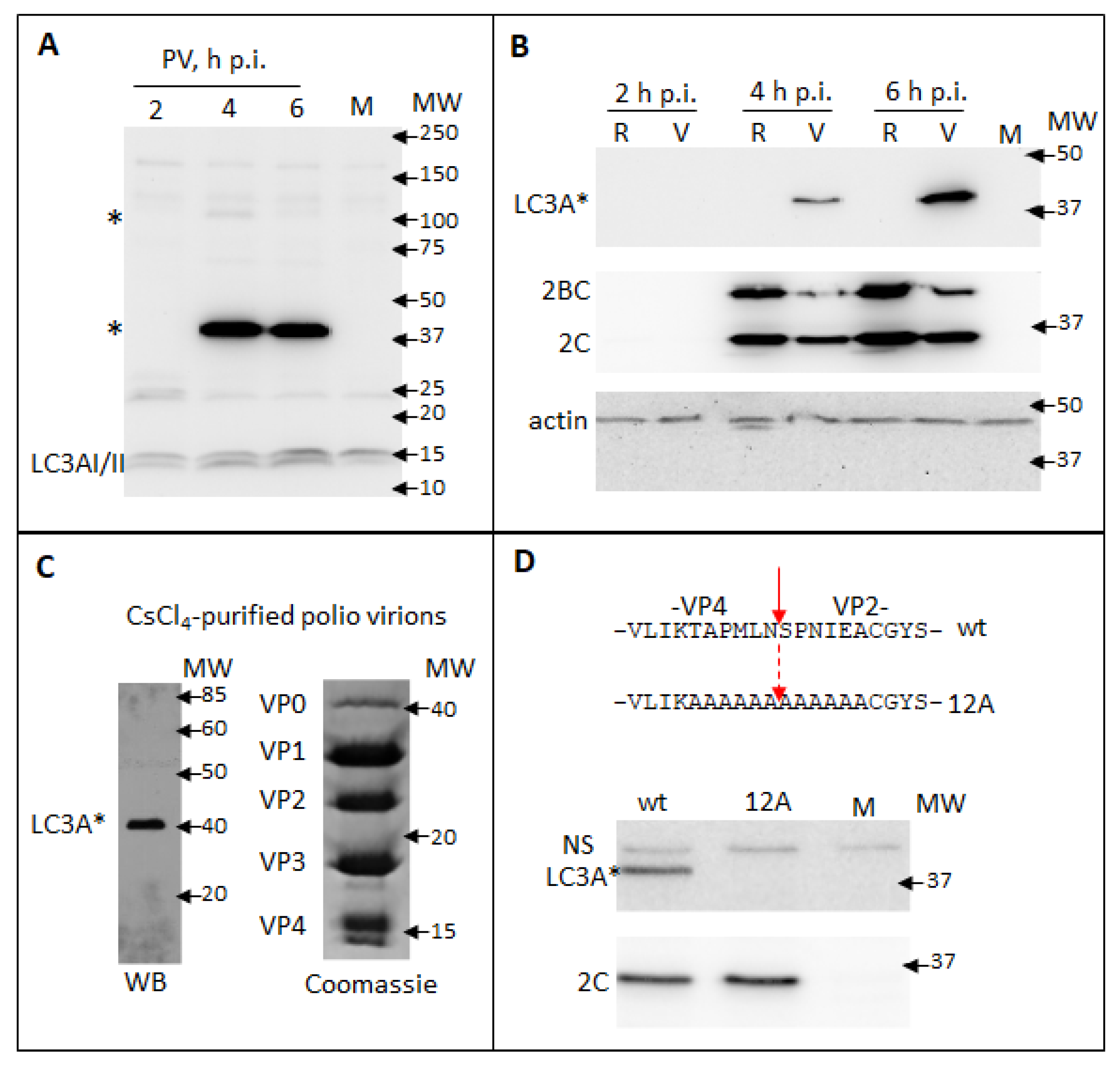 Viruses | Free Full-Text | Interaction of Poliovirus Capsid Proteins ...