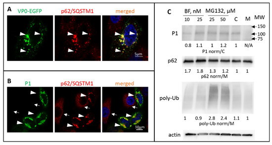 Viruses | Free Full-Text | Interaction of Poliovirus Capsid Proteins ...