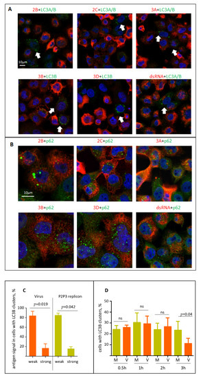 Viruses | Free Full-Text | Interaction of Poliovirus Capsid Proteins ...