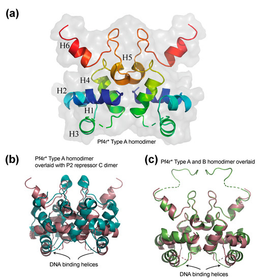 The Repressor C Protein, Pf4r, Controls Superinfection of Pseudomonas ...