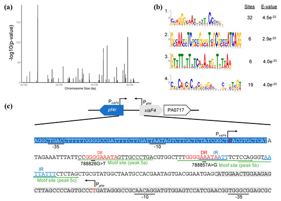 The Repressor C Protein, Pf4r, Controls Superinfection of Pseudomonas ...