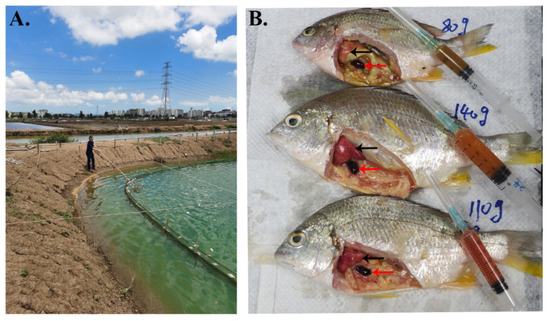 Scale Drop Disease Virus Associated Yellowfin Seabream (Acanthopagrus ...
