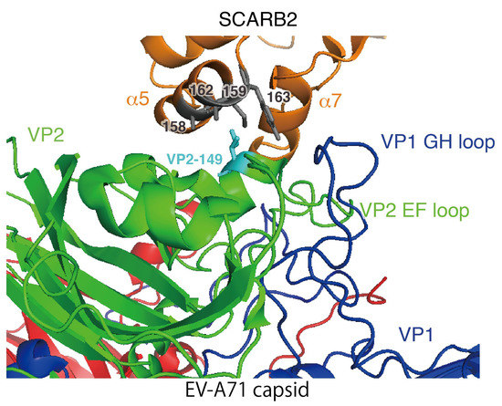 Adaptation and Virulence of Enterovirus-A71