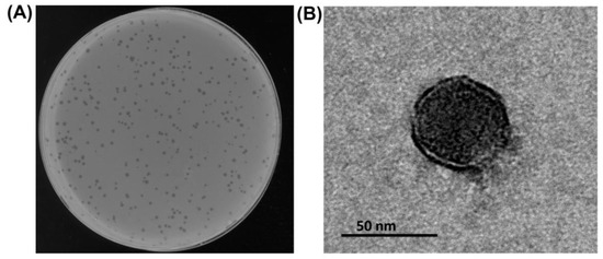 Viruses | Free Full-Text | Novel Acinetobacter baumannii Bacteriophage ...
