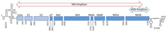 Validation of a Genotype-Independent Hepatitis C Virus Near-Whole ...