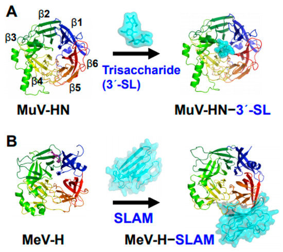 Unique Tropism and Entry Mechanism of Mumps Virus