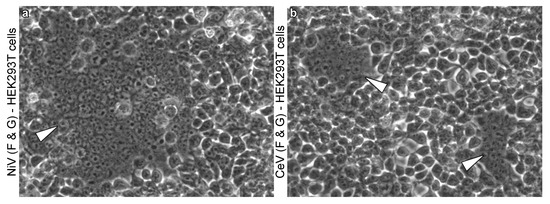 Drivers and Distribution of Henipavirus-Induced Syncytia: What Do We Know?