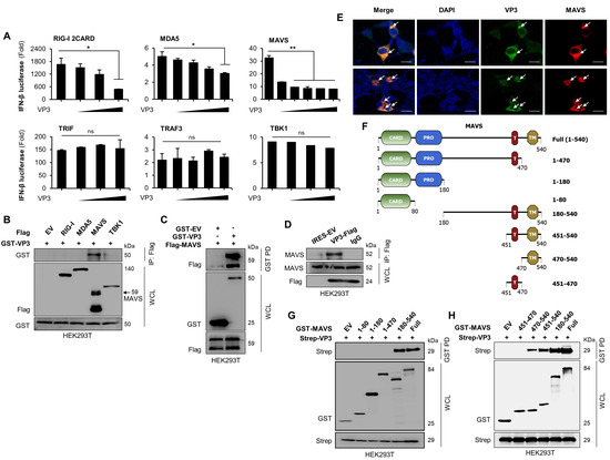 Inhibition of MAVS Aggregation-Mediated Type-I Interferon Signaling by ...