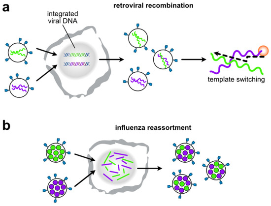 RNA Structures and Their Role in Selective Genome Packaging
