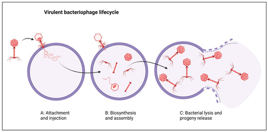 Viruses | Free Full-Text | Phage Therapy for Multi-Drug Resistant ...