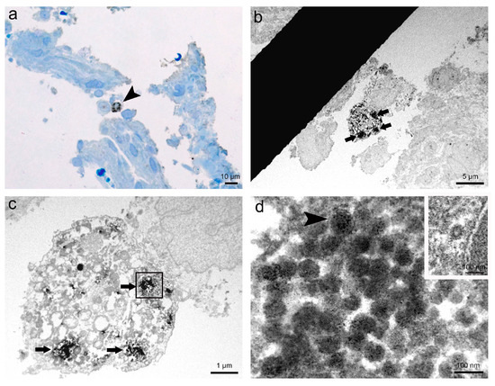 Just Seeing Is Not Enough for Believing: Immunolabelling as ...