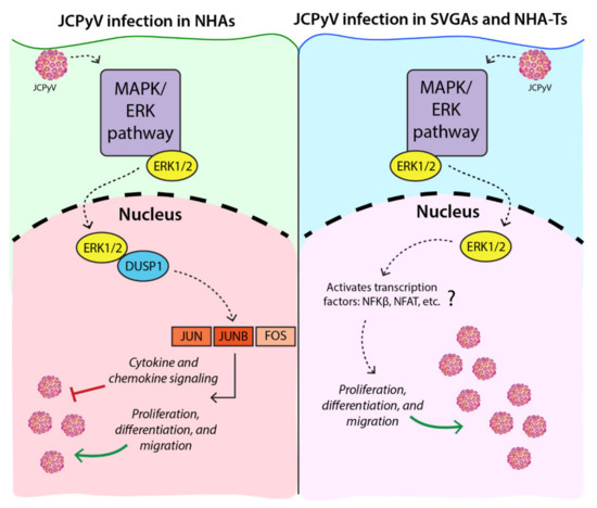 Viruses | Free Full-Text | The MAPK/ERK Pathway and the Role of DUSP1 ...