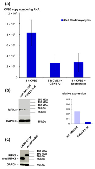 In Vitro Model Systems of Coxsackievirus B3-Induced Myocarditis ...