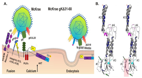 Two Sides to Every Story: Herpes Simplex Type-1 Viral Glycoproteins gB, gD, gH/gL, gK, and ...