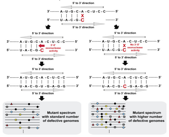 Mutation Rates, Mutation Frequencies, and Proofreading-Repair ...
