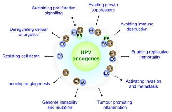 Viruses Free Full Text The Not So Good The Bad And The Ugly Hpv