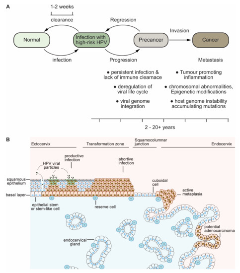 Viruses Free Full Text The Not So Good The Bad And The Ugly Hpv