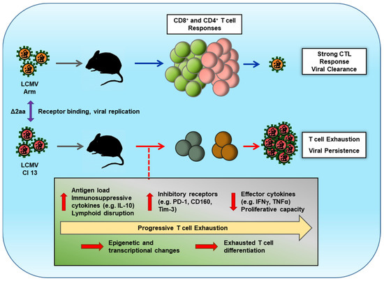 Chronic LCMV Infection Is Fortified with Versatile Tactics to Suppress ...