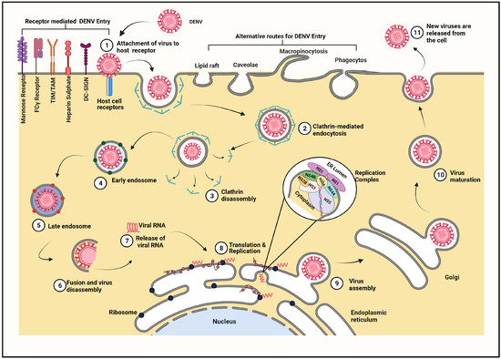 Viruses | Free Full-Text | Dengue Virus Infection: A Tale of Viral Exploitations and Host Responses