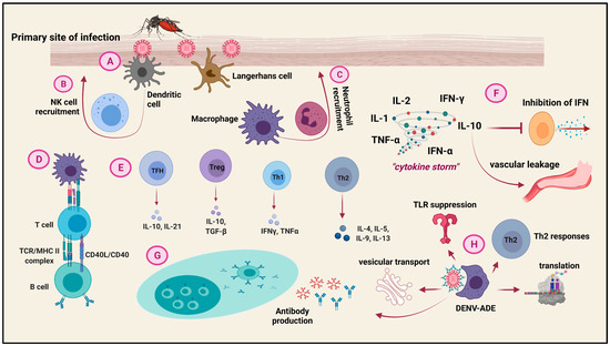 Viruses | Free Full-Text | Dengue Virus Infection: A Tale of Viral Exploitations and Host Responses