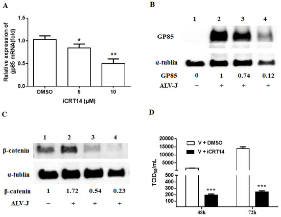 Regulation of Avian Leukosis Virus Subgroup J Replication by Wnt/β ...