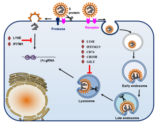 Cell Entry of Animal Coronaviruses