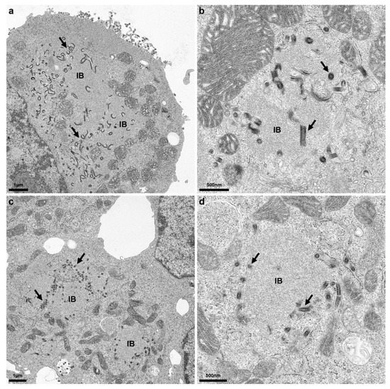 Point Mutations in the Glycoprotein Ectodomain of Field Rabies Viruses ...