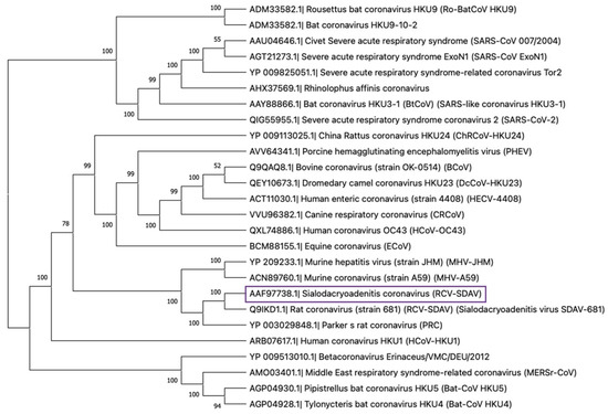 SDAV, the Rat Coronavirus—How Much Do We Know about It in the Light of ...