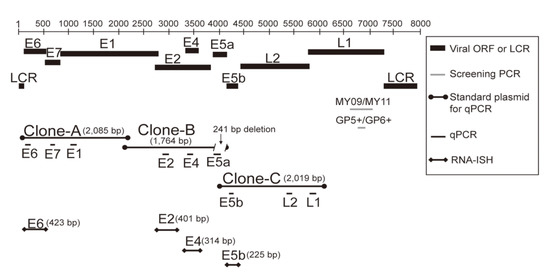 Development of Antibodies against HPV-6 and HPV-11 for the Study of ...