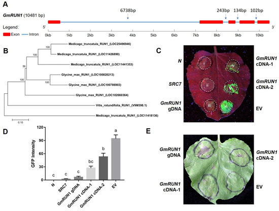 Expression of an Antiviral Gene GmRUN1 from Soybean Is Regulated via ...
