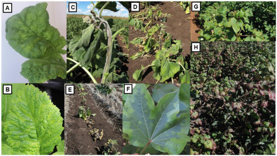 Viruses | Free Full-Text | Virus Diseases of Cereal and Oilseed Crops ...