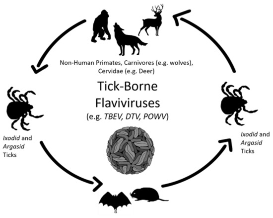 Flavivirus Persistence in Wildlife Populations