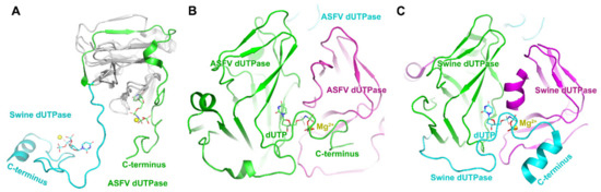 Structures and Functional Diversities of ASFV Proteins