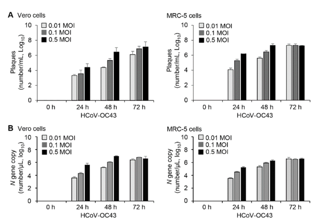 Apoptosis Enhances the Replication of Human Coronavirus OC43