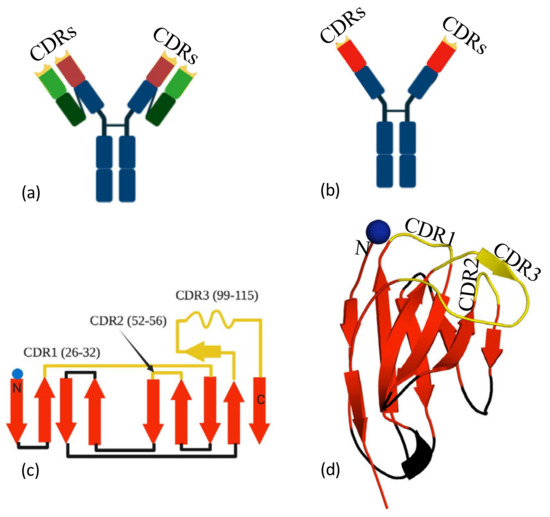 Structural Biology of Nanobodies against the Spike Protein of SARS-CoV-2